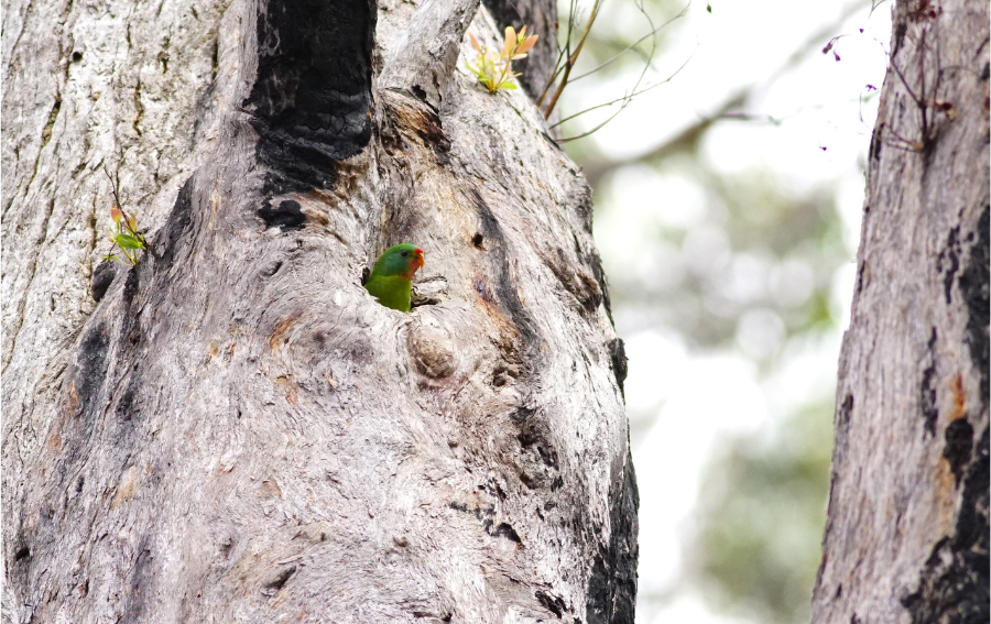 Wilderness Journal #037 | Wilderness Society