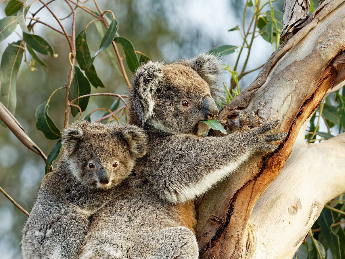 Wilderness Society | Beef Is Driving Deforestation in Queensland