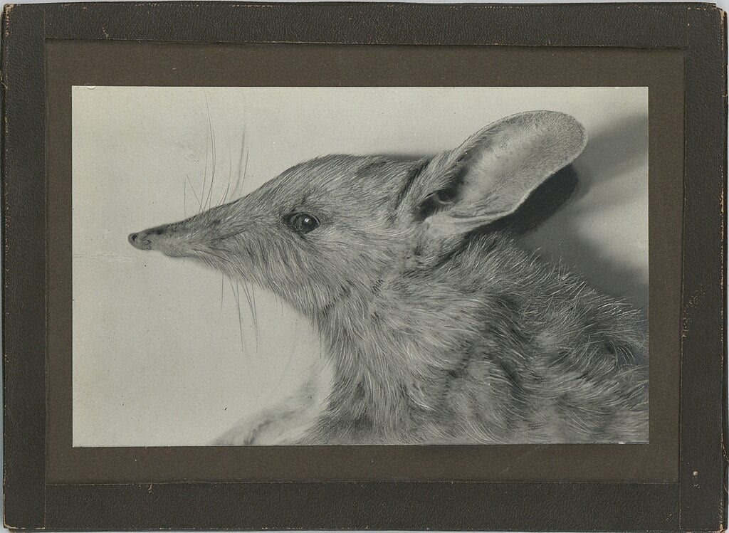 Wilderness Society | 39 extinct Australian mammals