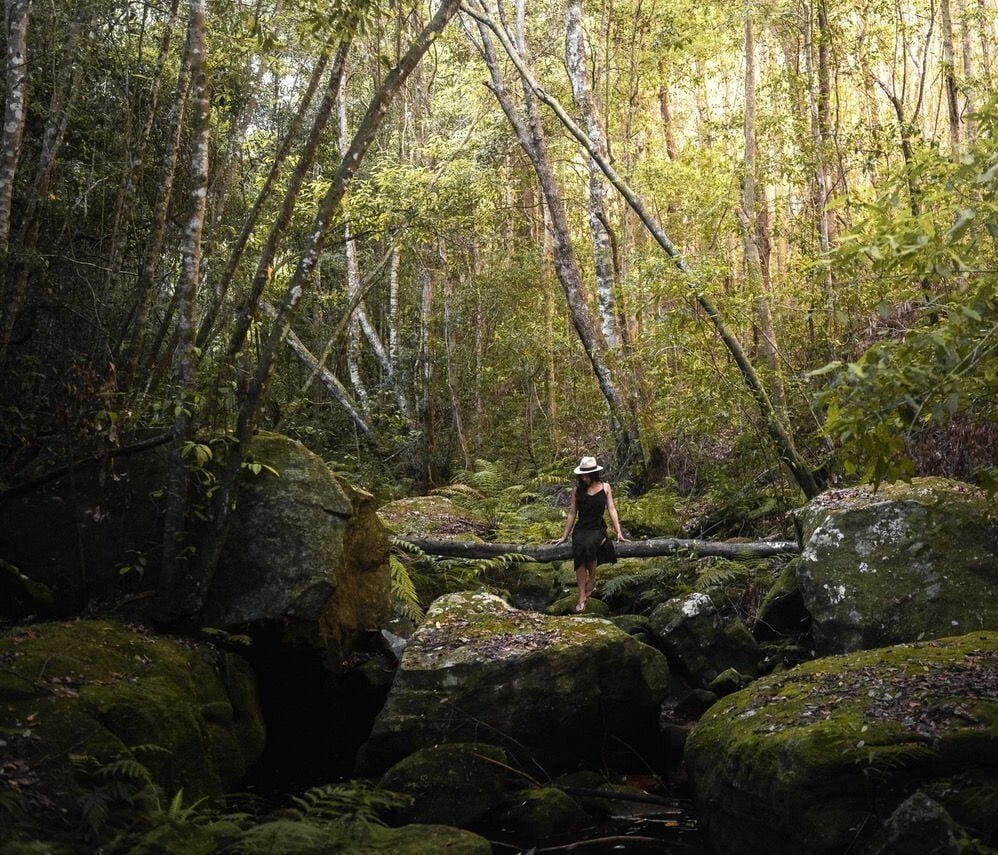 Wilderness Society | Eastern coastal & range forests