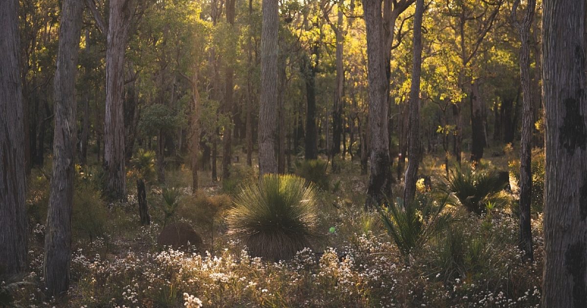 Wilderness Society | Forest Campaigner: Northern Jarrah Forests