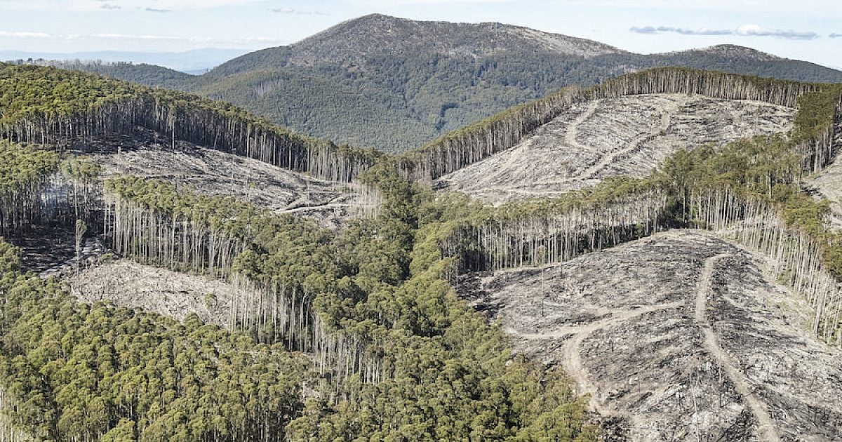 Wilderness Society | Pulp the pulp contract, not Victoria’s native…