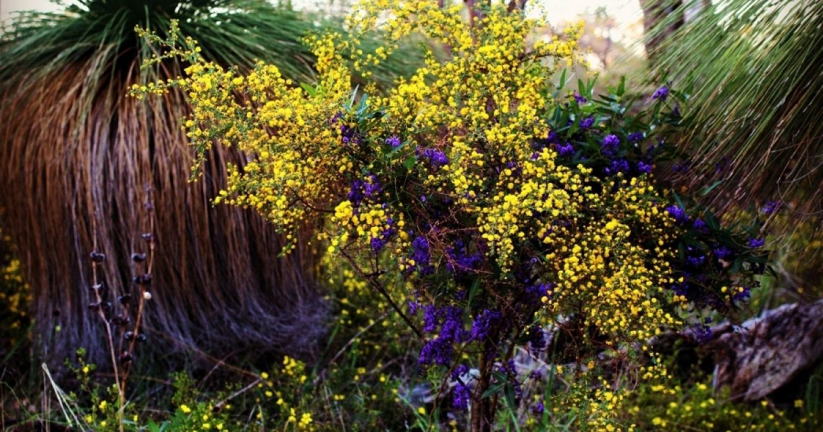 Wilderness Society | Western Australia's Native Vegetation
