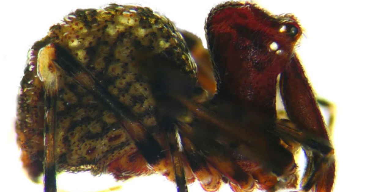 Wilderness Society | Assassin spider found!