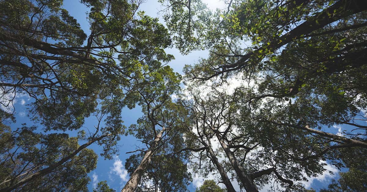 Wilderness Society | Historic court orders permanently stop logging…